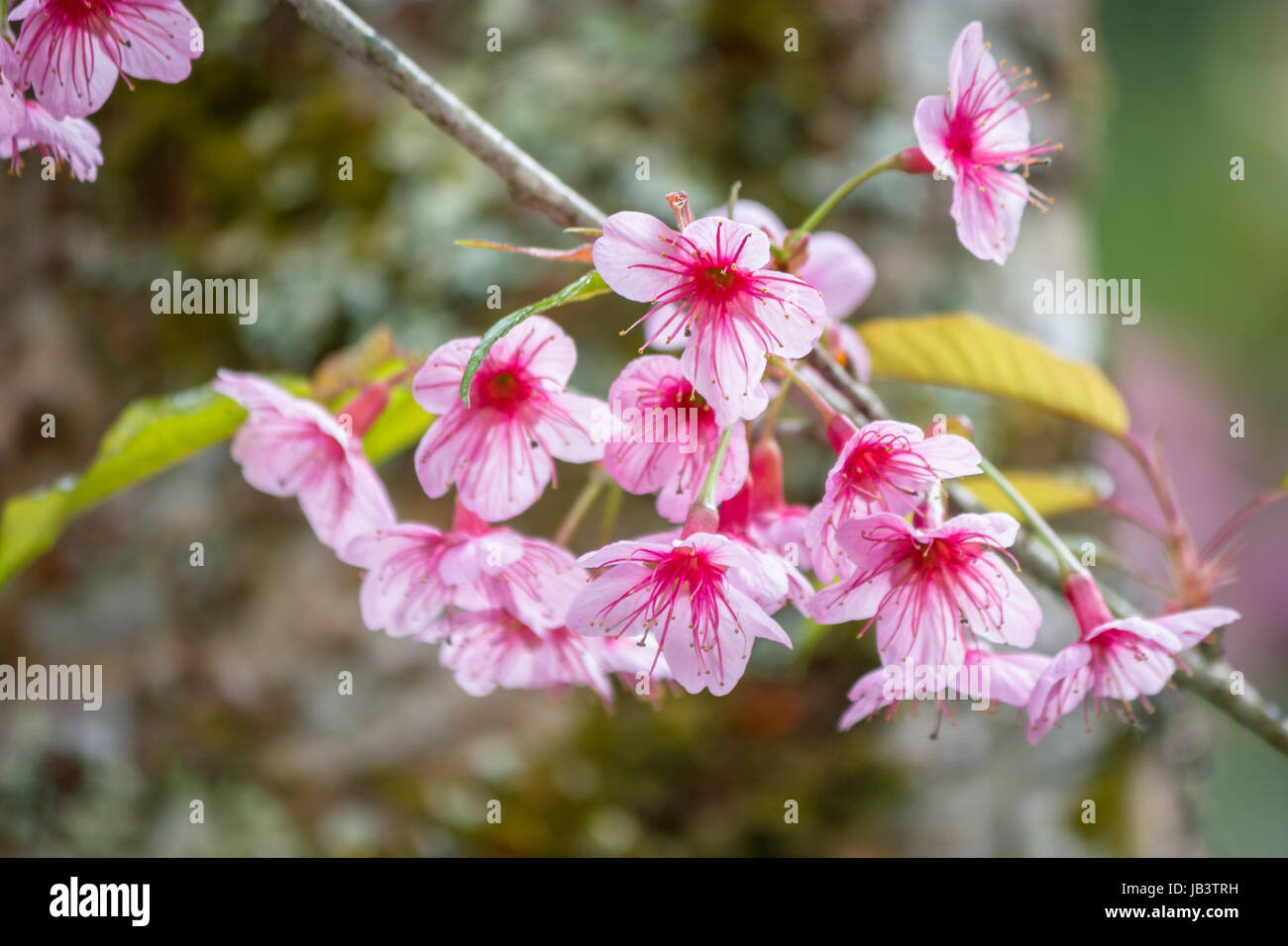 pink blossom sukura flowers on a spring day in changrai,Thailand Stock ...