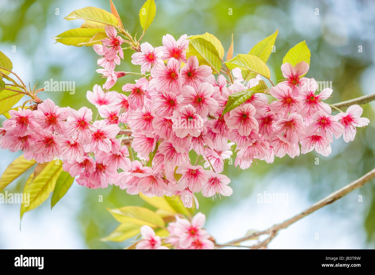 pink blossom sukura flowers on a spring day in changrai,Thailand Stock ...