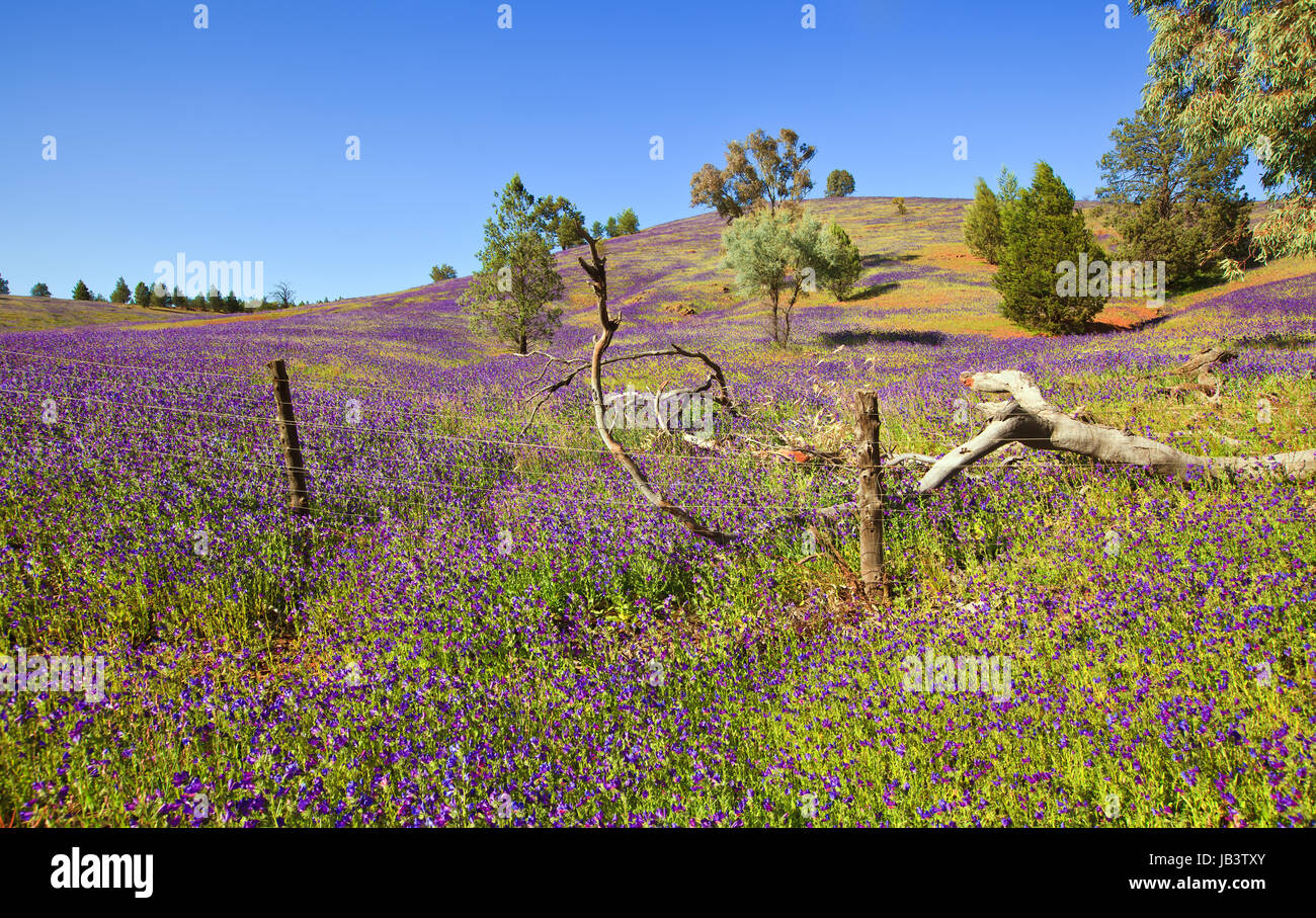 Flinders Ranges South Australia Stock Photo - Alamy