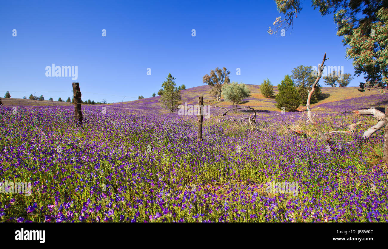 Flinders Ranges South Australia Stock Photo - Alamy