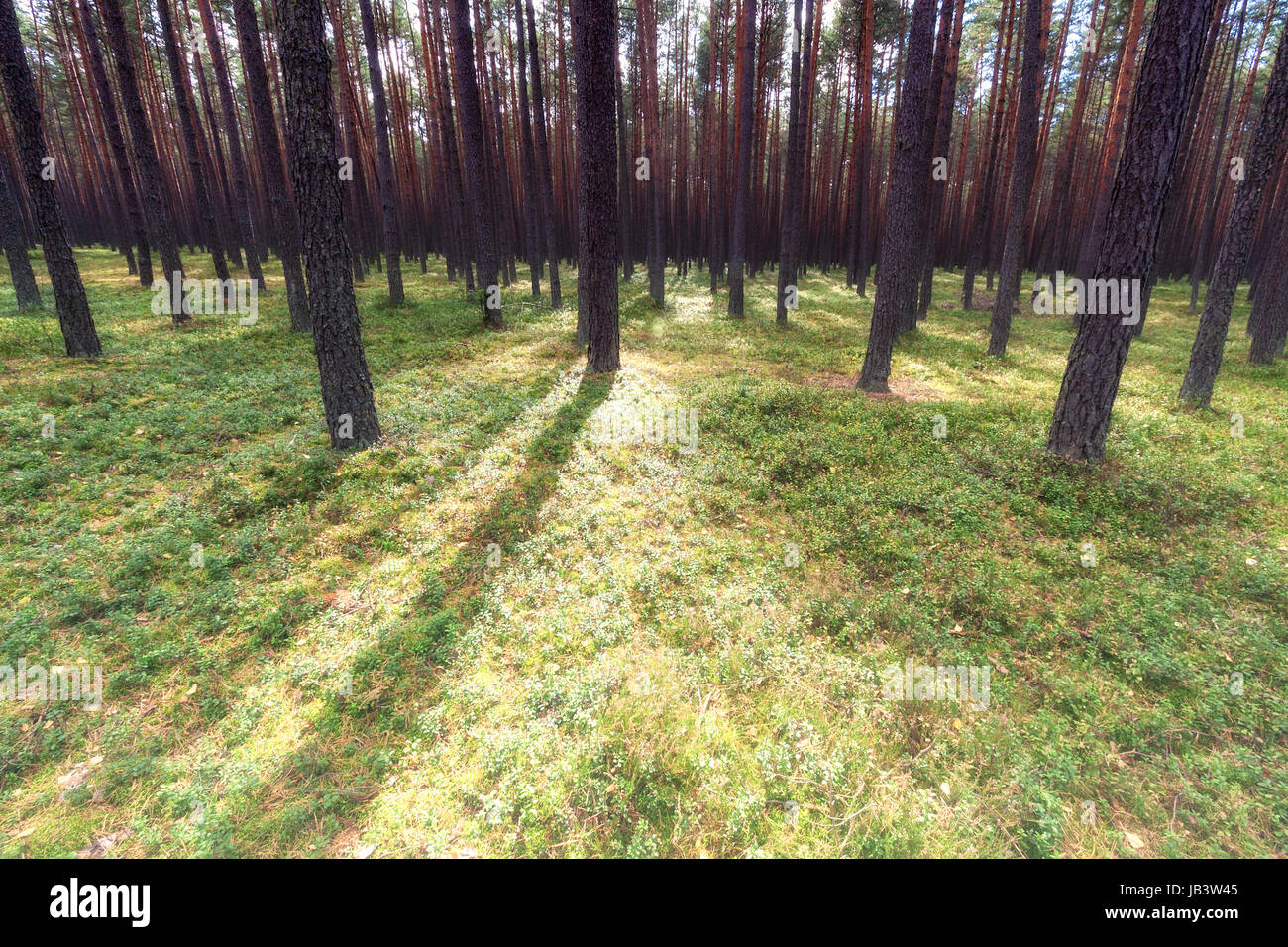 Deep pine forest hi-res stock photography and images - Alamy