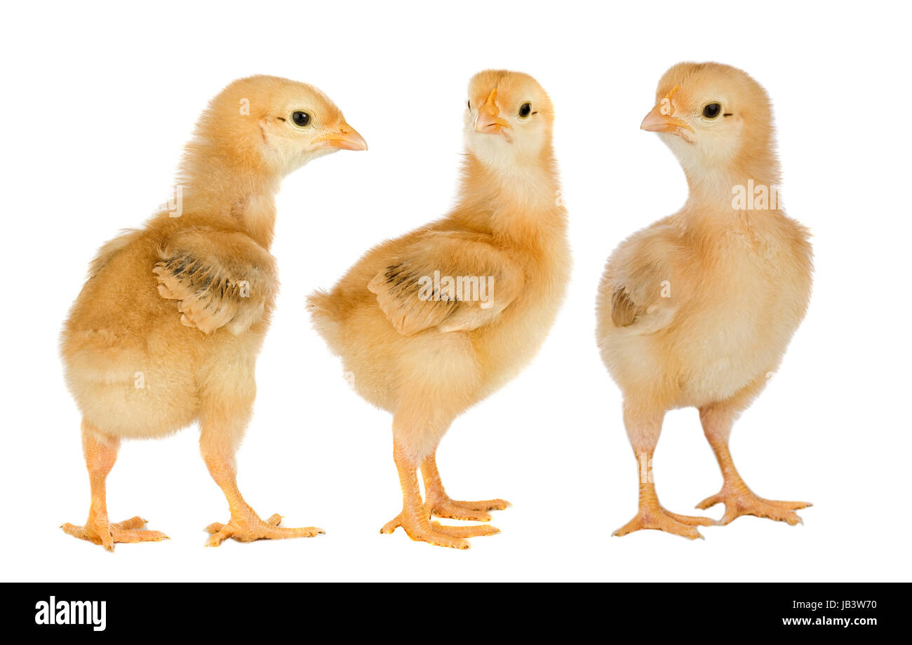 Three yellow chickens isolated on a white background Stock Photo - Alamy