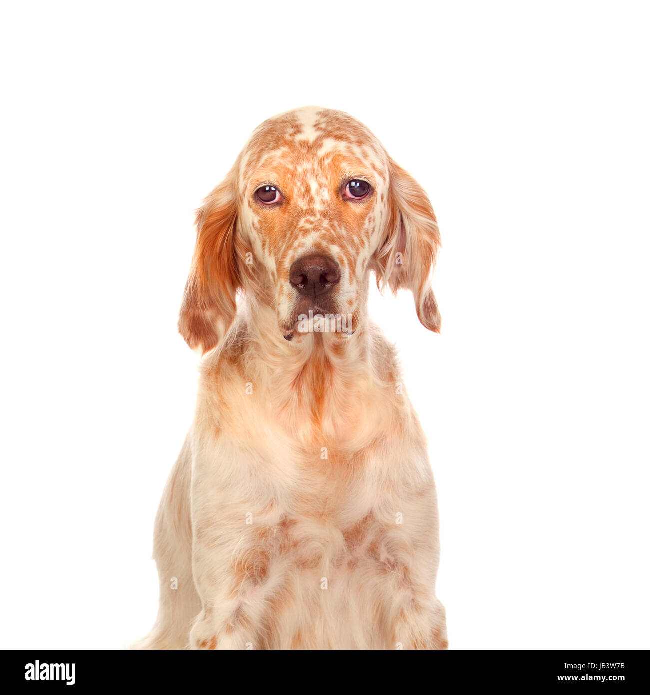 Nice English Setter with red spots isolated on white background Stock ...