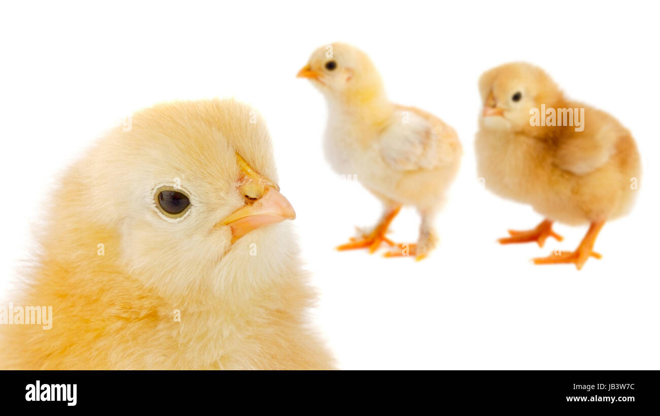 Three yellow chickens isolated on a white background Stock Photo - Alamy
