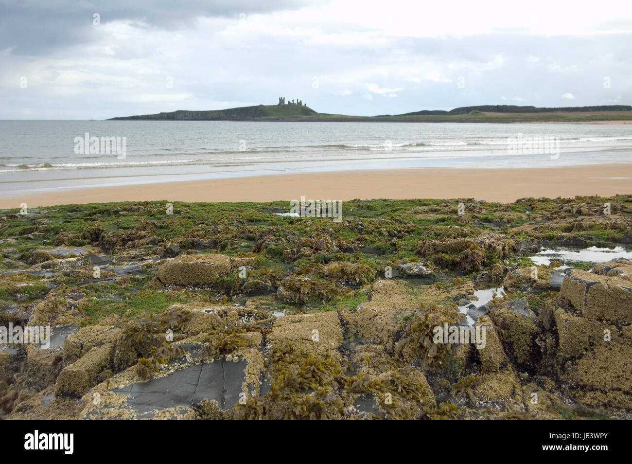 The Ruin of Dunstanburgh castle on the Northumbrian coast with seaweed ...
