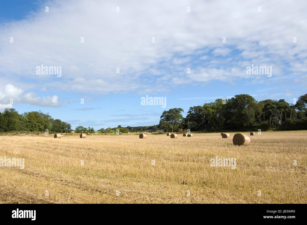 Hay bales drying in the late summer sun, Northumberland Stock Photo - Alamy