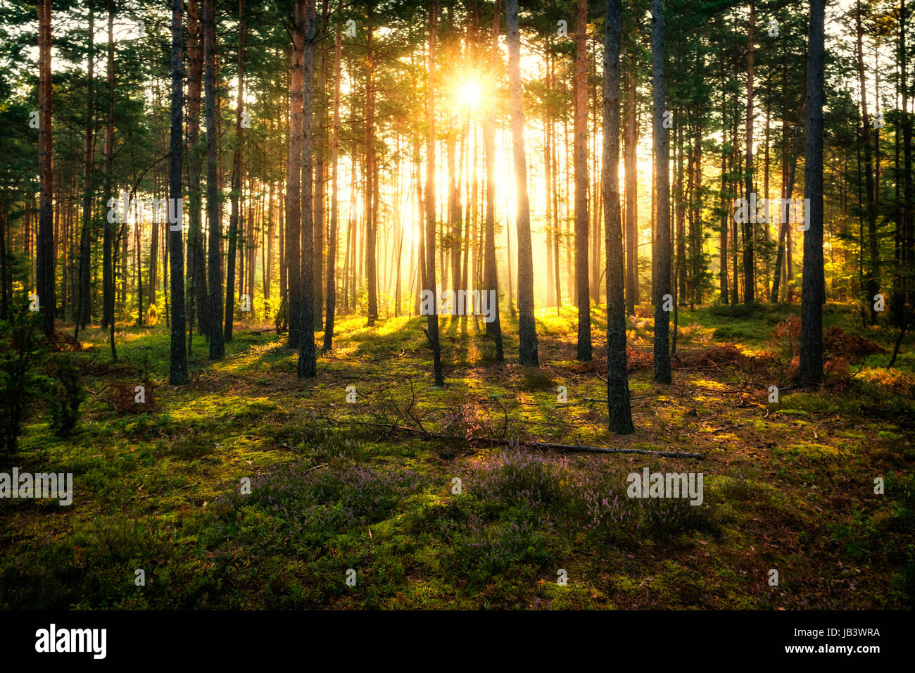 Pines and sunrise hi-res stock photography and images - Alamy