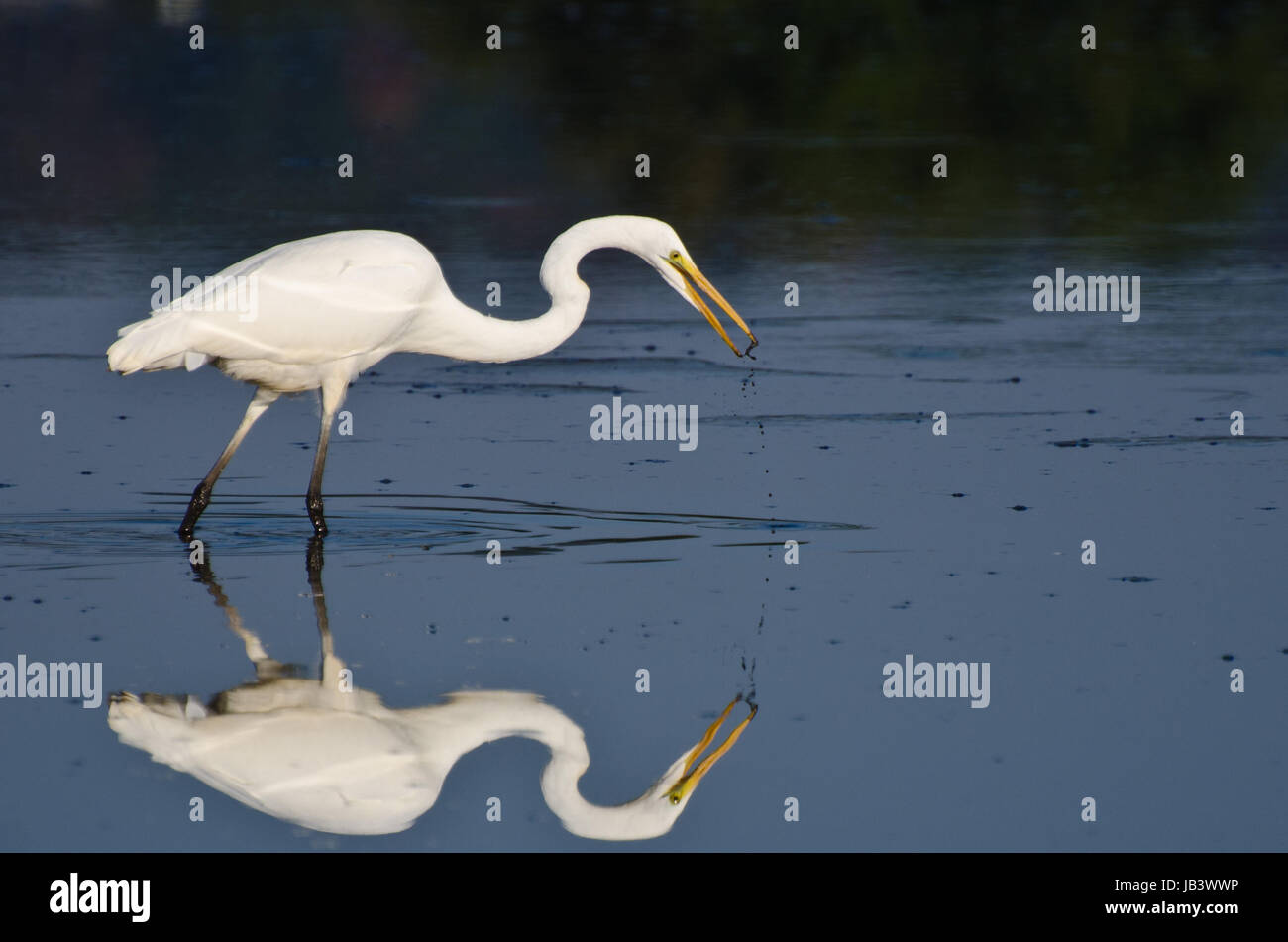 Great Egret Hunting for Fish Stock Photo - Alamy