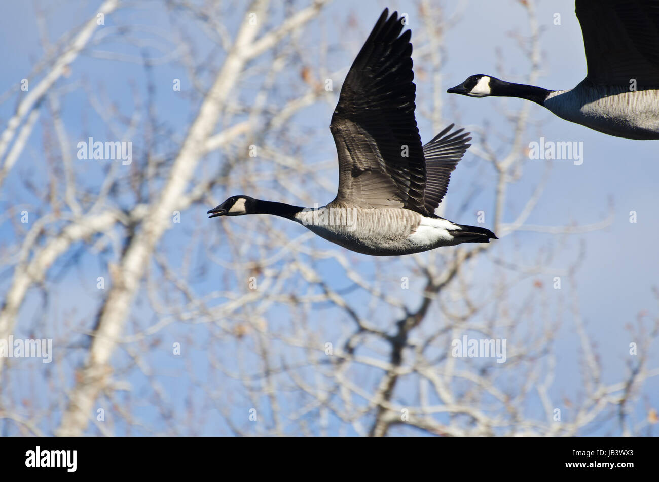 Canada Goose Taking to Flight Stock Photo - Alamy