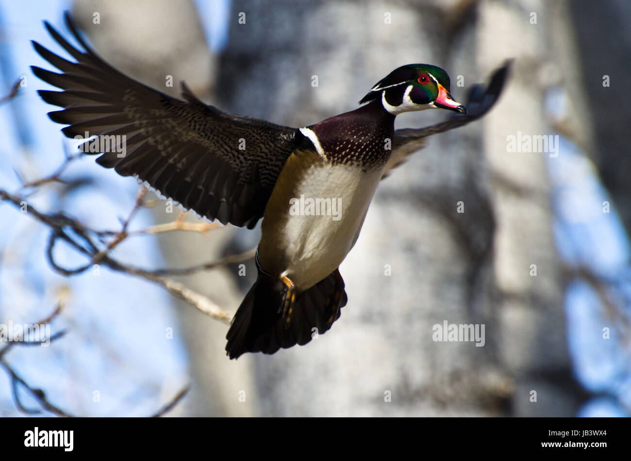 Male Wood Duck In Flight Stock Photo - Alamy