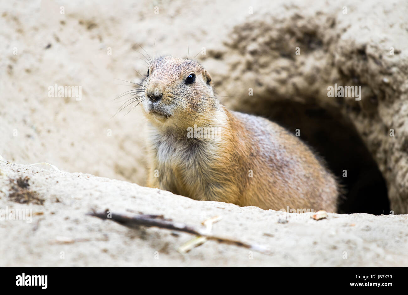 Prairie dog coming out from burrow - horizontal Stock Photo - Alamy