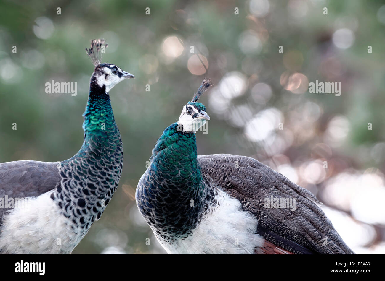 couple of peacock in a garden of my friend Stock Photo - Alamy