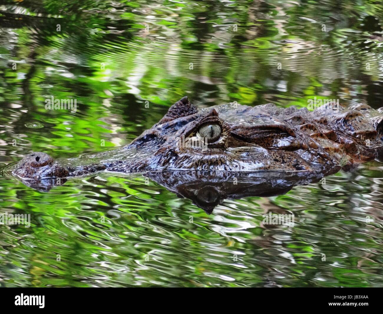Panama reptiles hi-res stock photography and images - Alamy