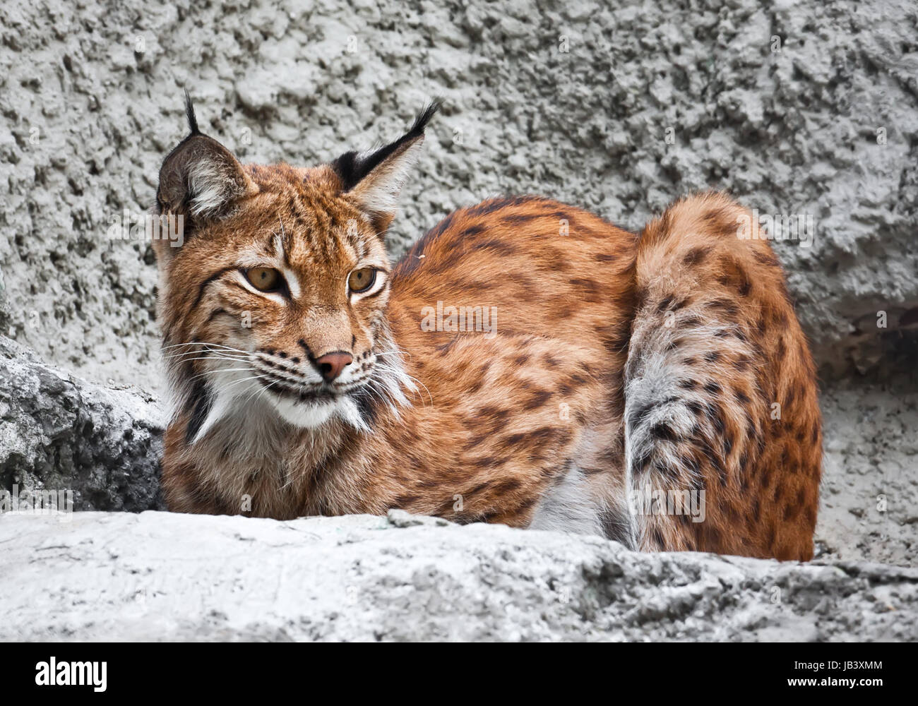 Beautiful photo of graceful big cat Lynx Stock Photo - Alamy