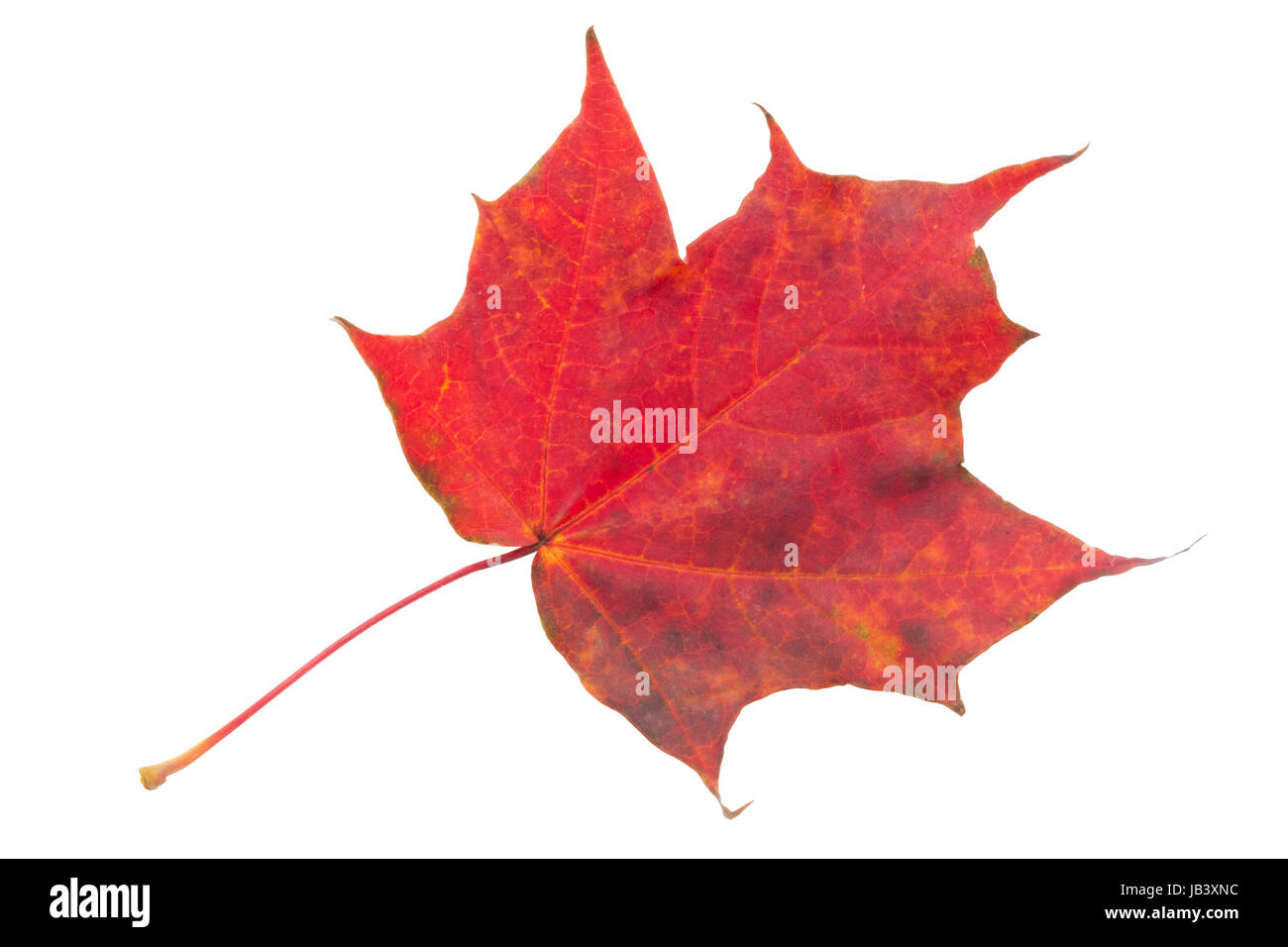 Beautiful maple leaf isolated on white background Stock Photo - Alamy