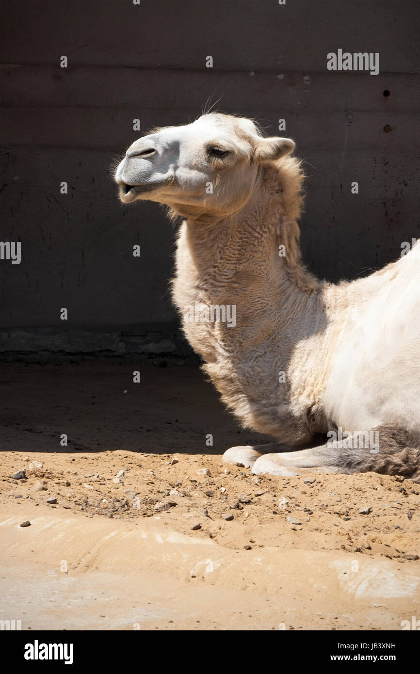 Nice close up photo of big camel Stock Photo - Alamy