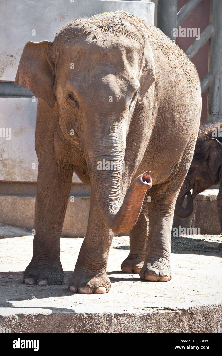 Beautiful photo of huge gray elephant walking in zoo Stock Photo - Alamy