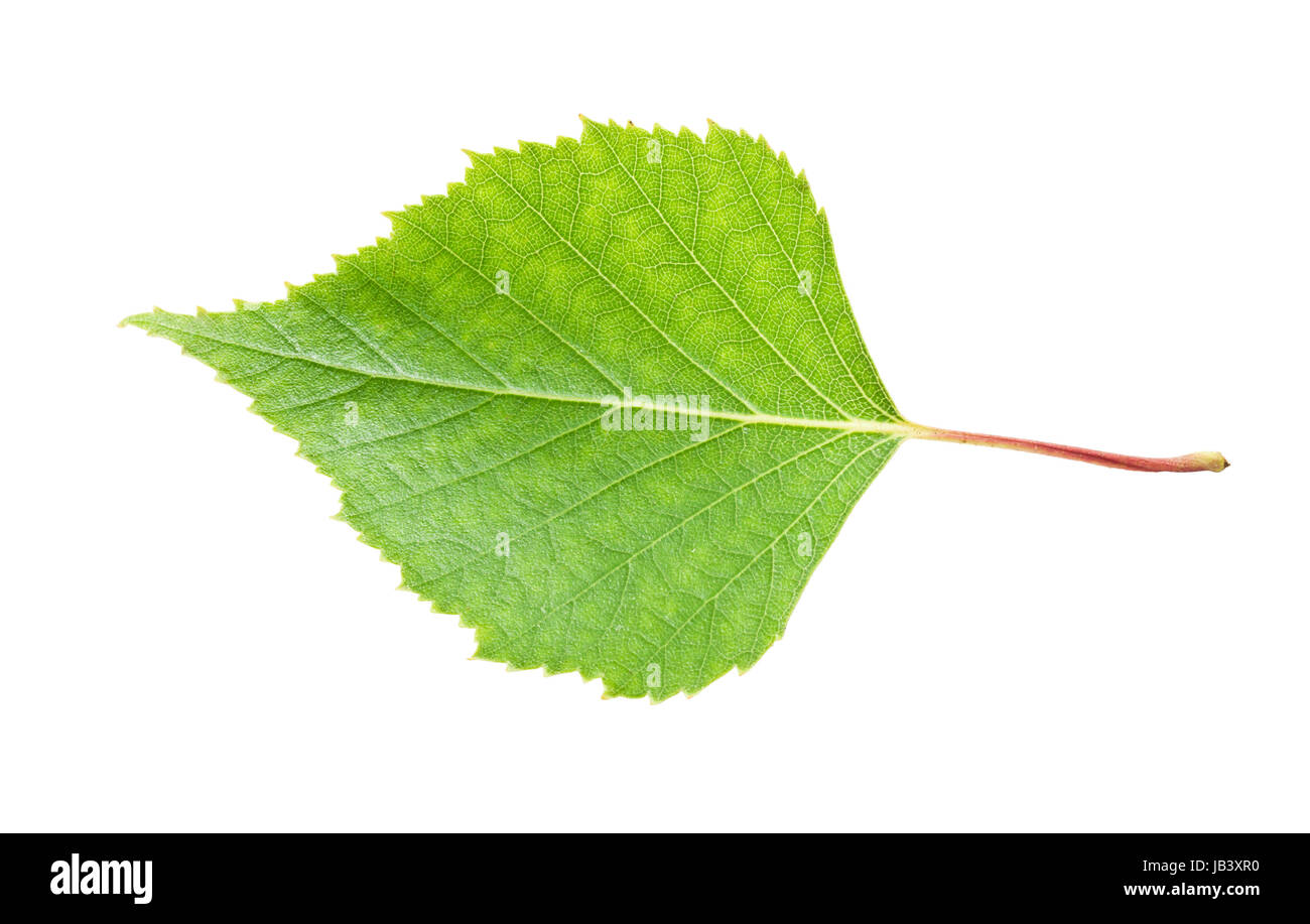 Beautiful macro photo of birch leaf, isolated on white background Stock ...