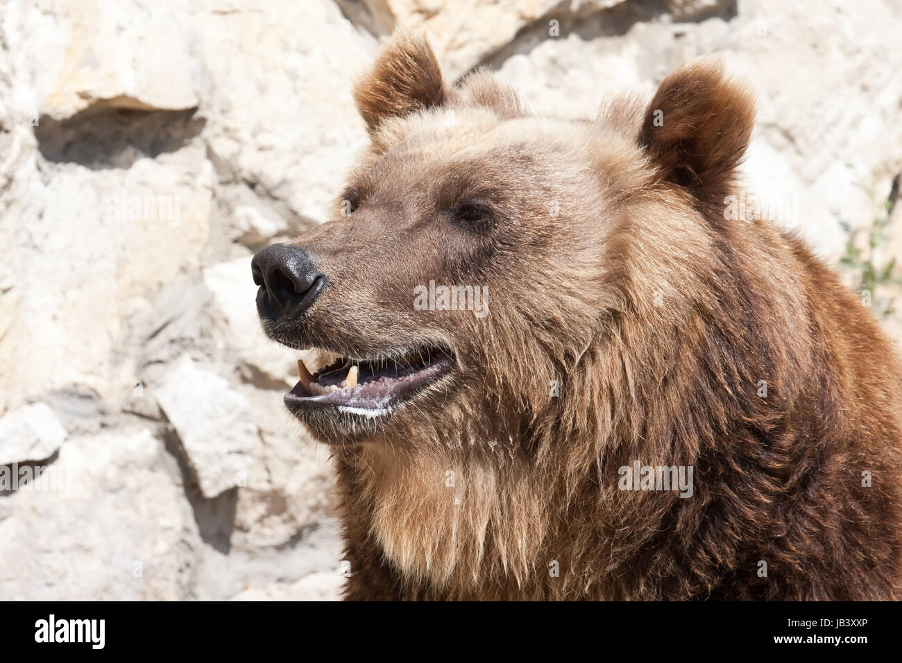 Beautiful photo of big and strong brown Bear in zoo Stock Photo - Alamy