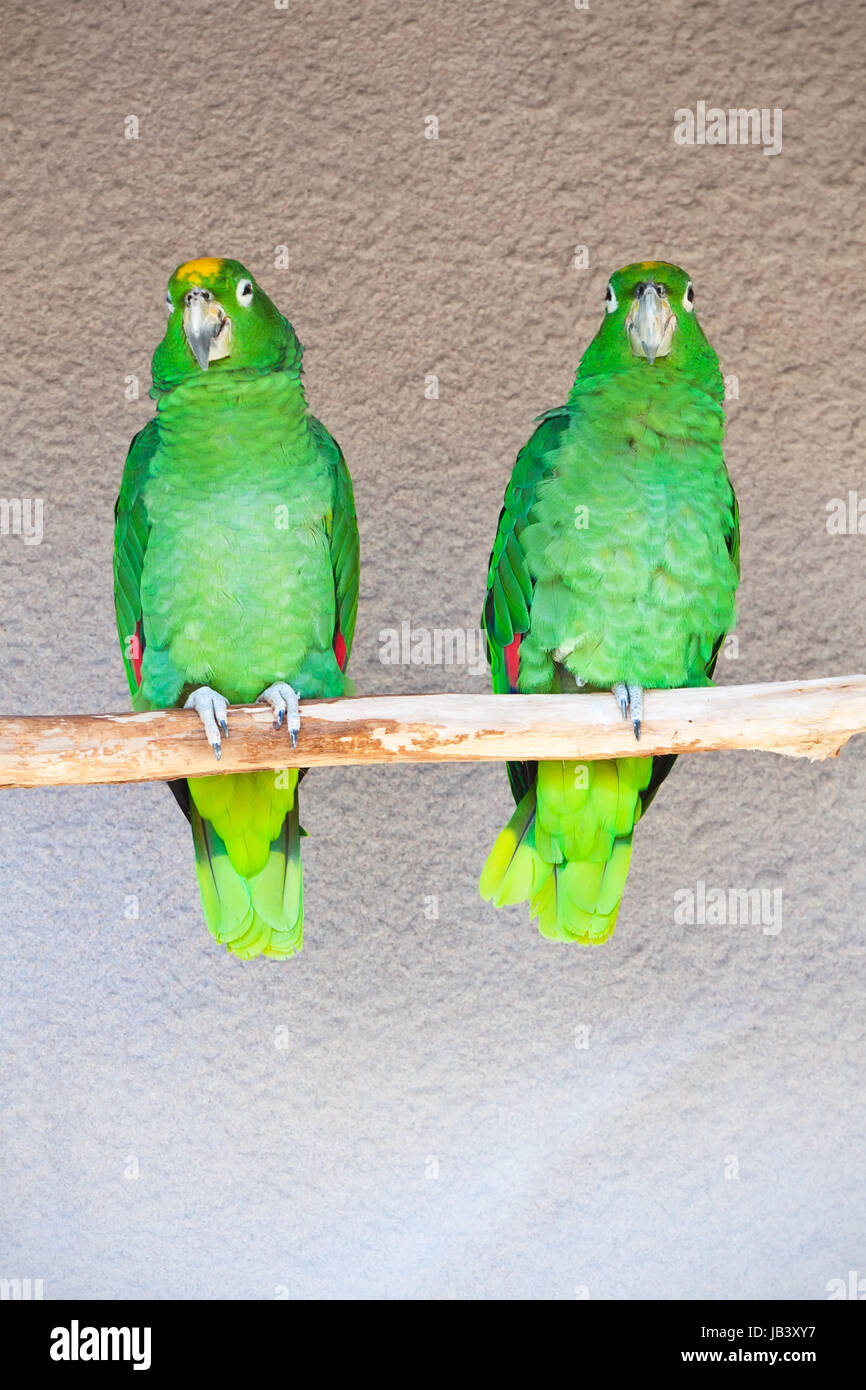 Cute green parrots sitting on wooden stick Stock Photo - Alamy