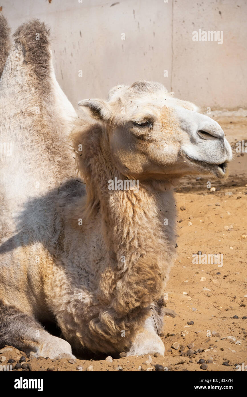 Nice close up photo of big camel Stock Photo - Alamy