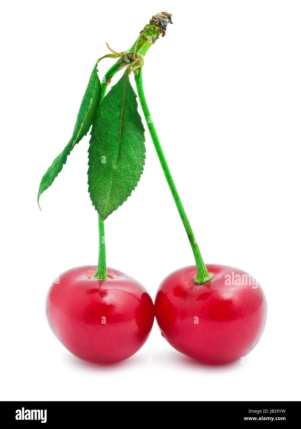Beautiful red cherry isolated on white background Stock Photo - Alamy