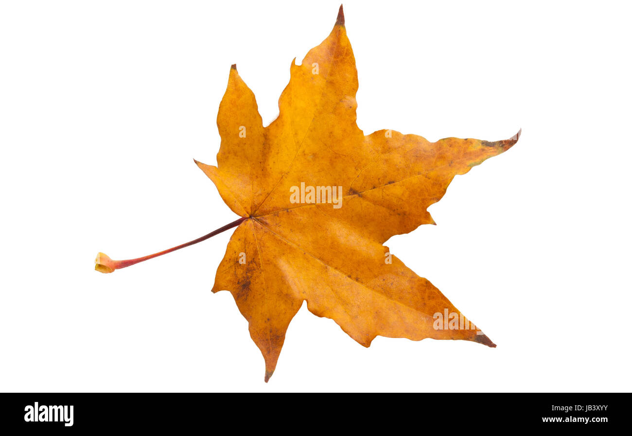 Beautiful maple leaf isolated on white background Stock Photo - Alamy