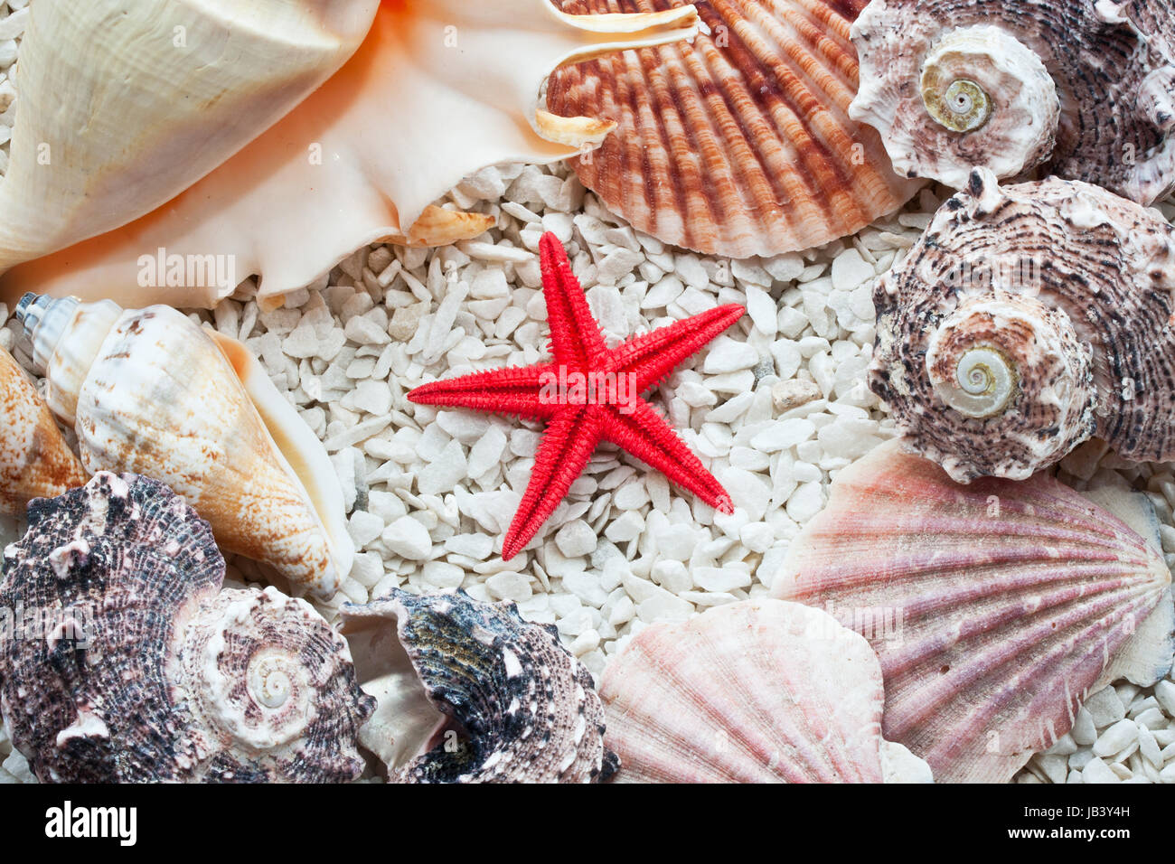 Background made from tropical seashells on sandy beach Stock Photo - Alamy