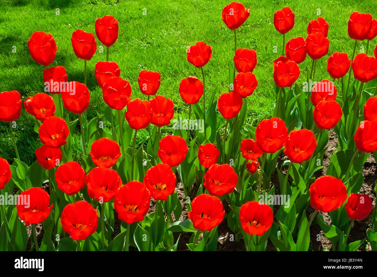 Beautiful colourful tulip flowers background in spring Stock Photo - Alamy