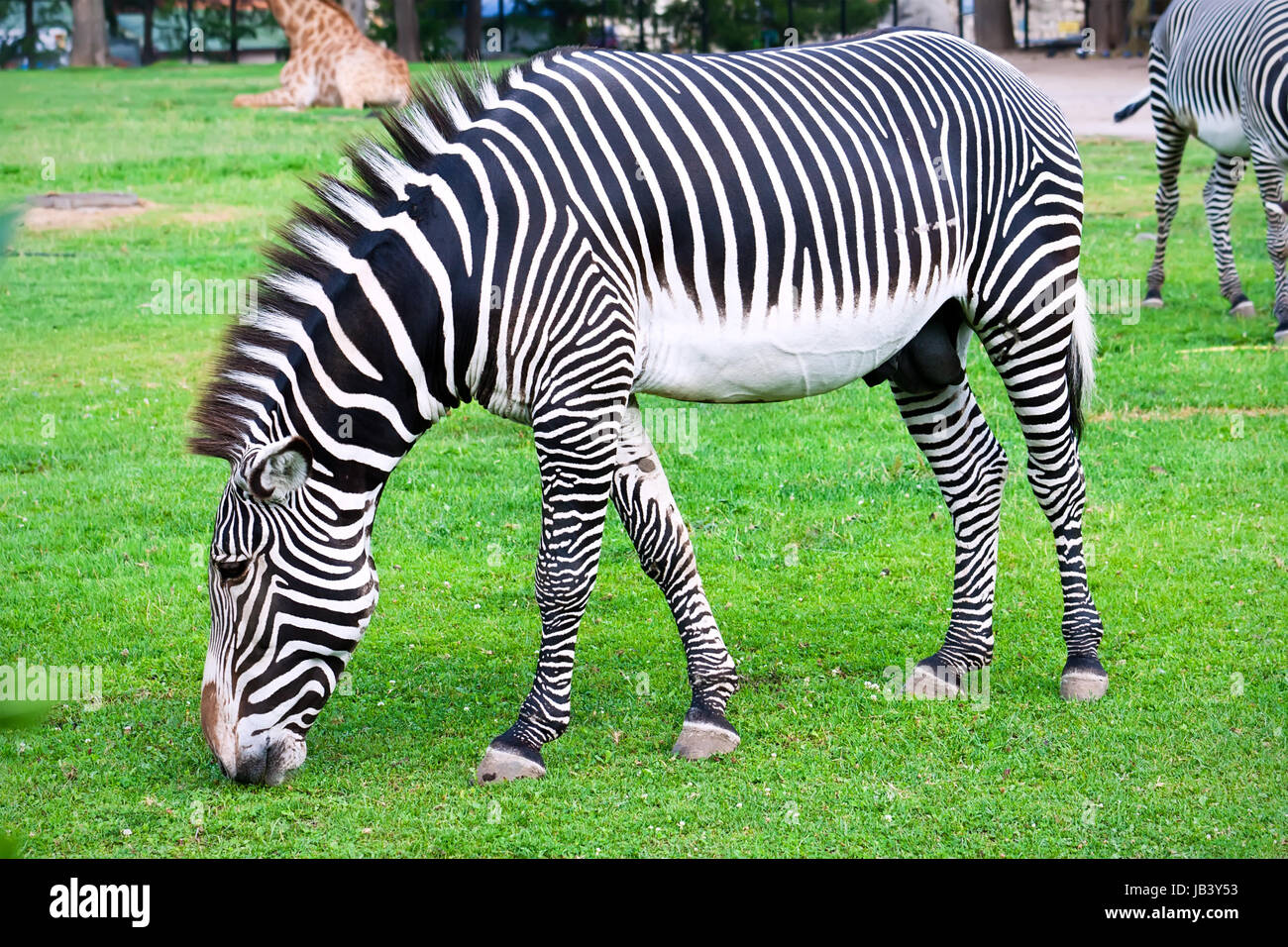 Nice close-up photo of young male zebra in zoo Stock Photo - Alamy