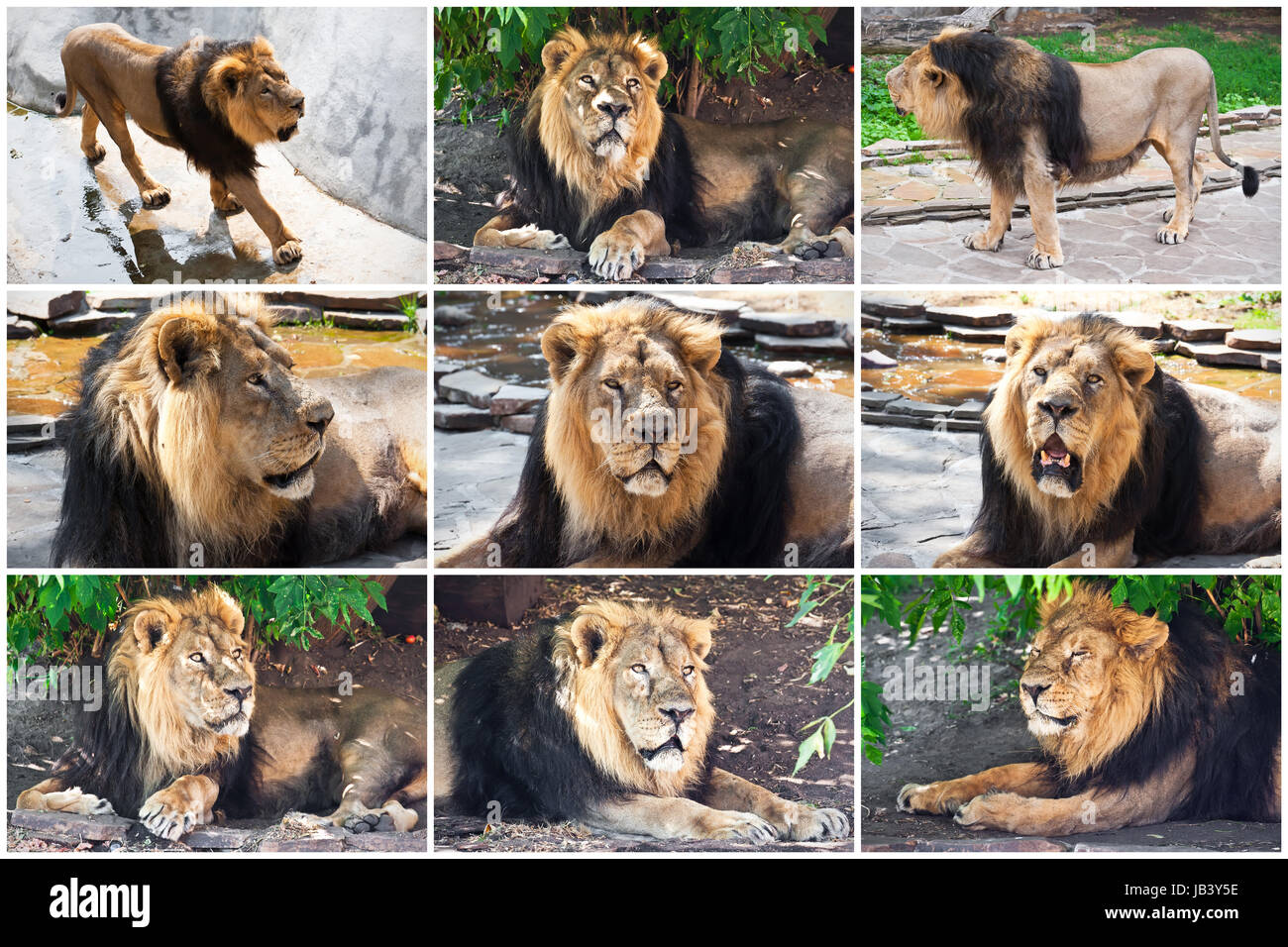 King of animals - African male lion in zoo Stock Photo - Alamy