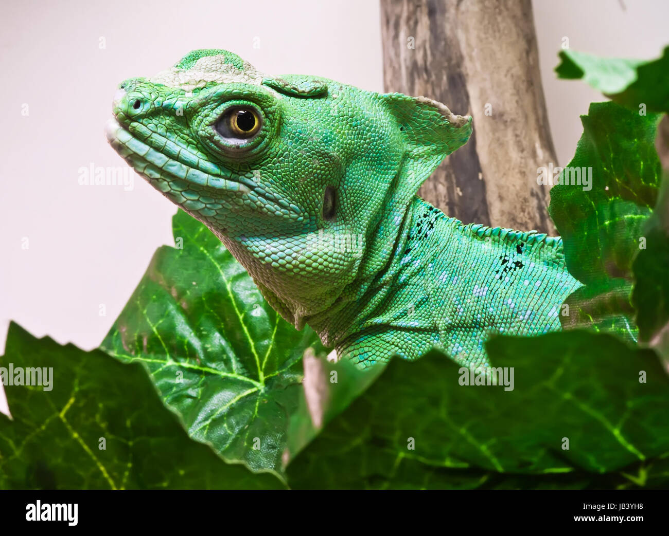 Beautiful close up photo of lizard Plumed basilisk Stock Photo - Alamy