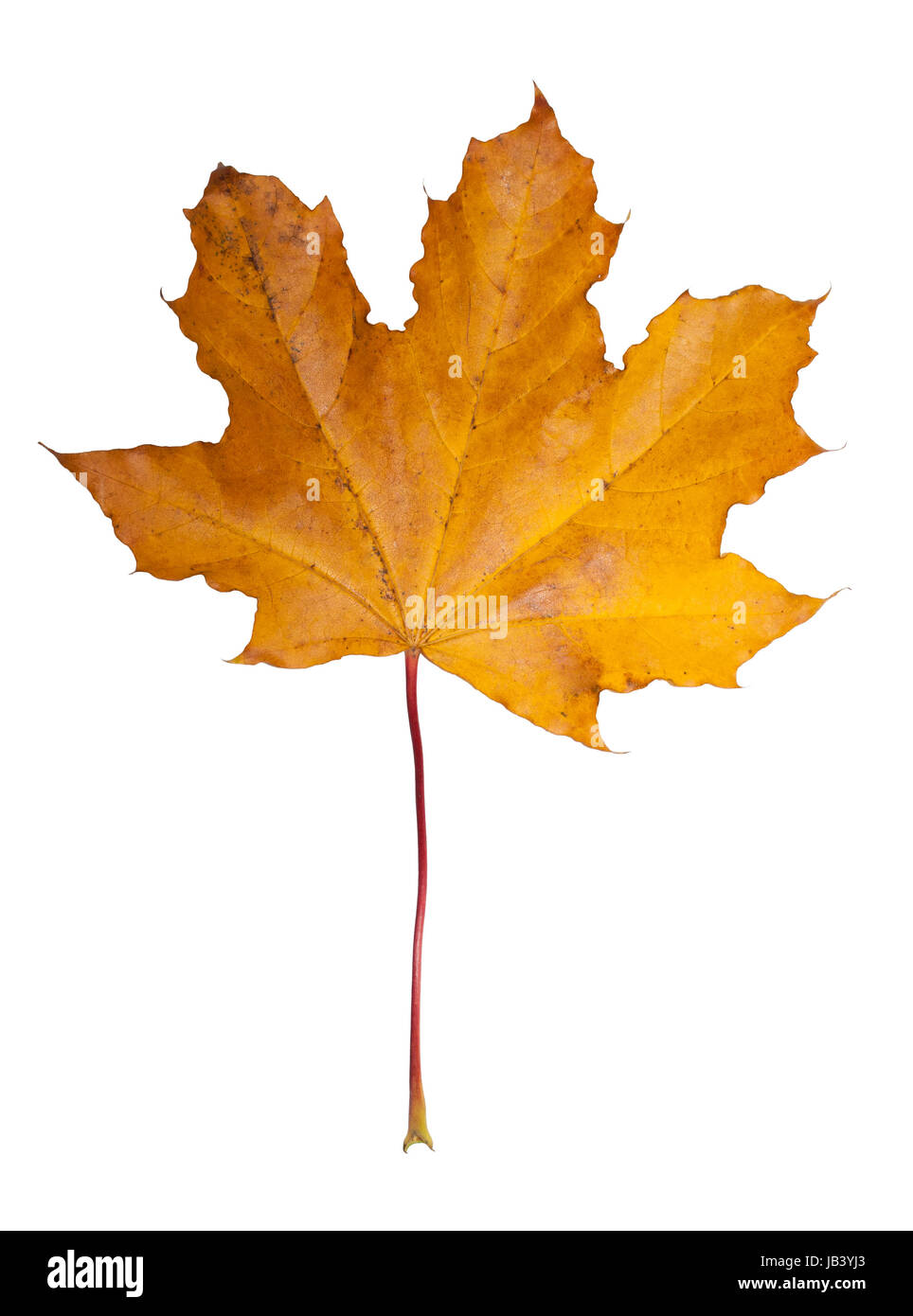 Beautiful maple leaf isolated on white background Stock Photo - Alamy