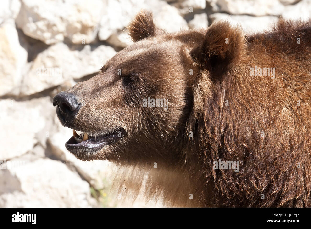 Beautiful photo of big and strong brown Bear in zoo Stock Photo - Alamy