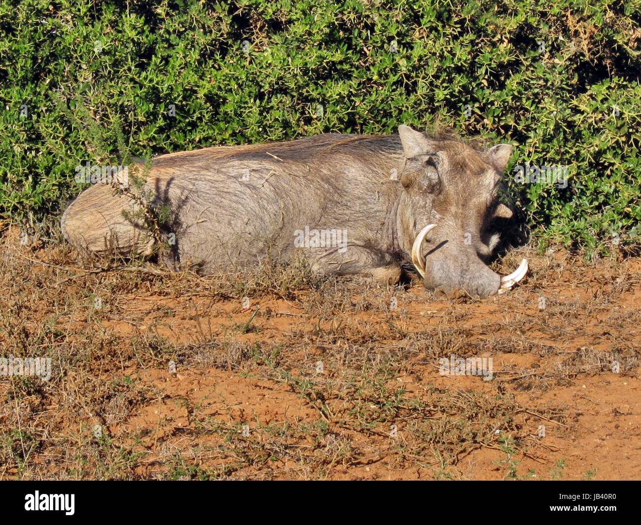 Wart warts hi-res stock photography and images - Alamy