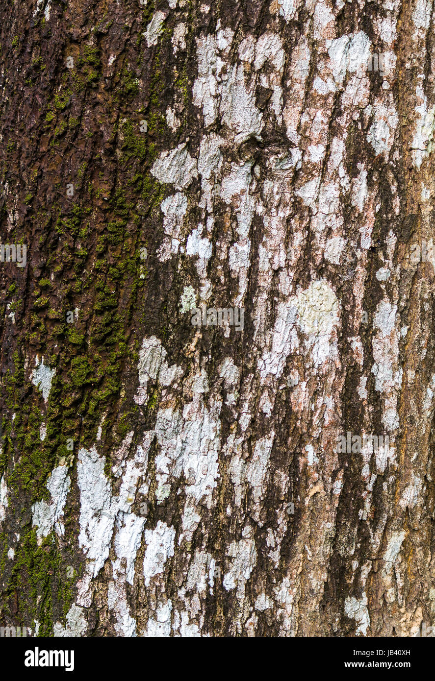 Closeup detail of old tree bark texture Stock Photo - Alamy