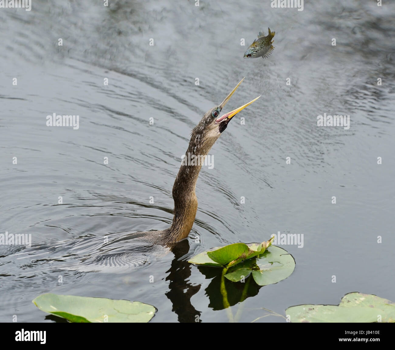Anhinga Fishing In Wetland Pond Stock Photo - Alamy