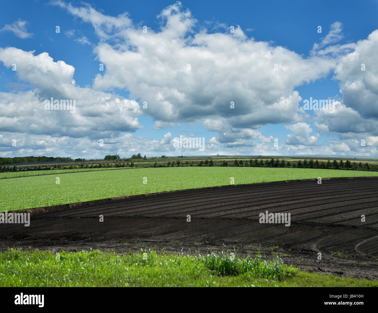 Landscape with Field And Beautiful Sky Stock Photo - Alamy