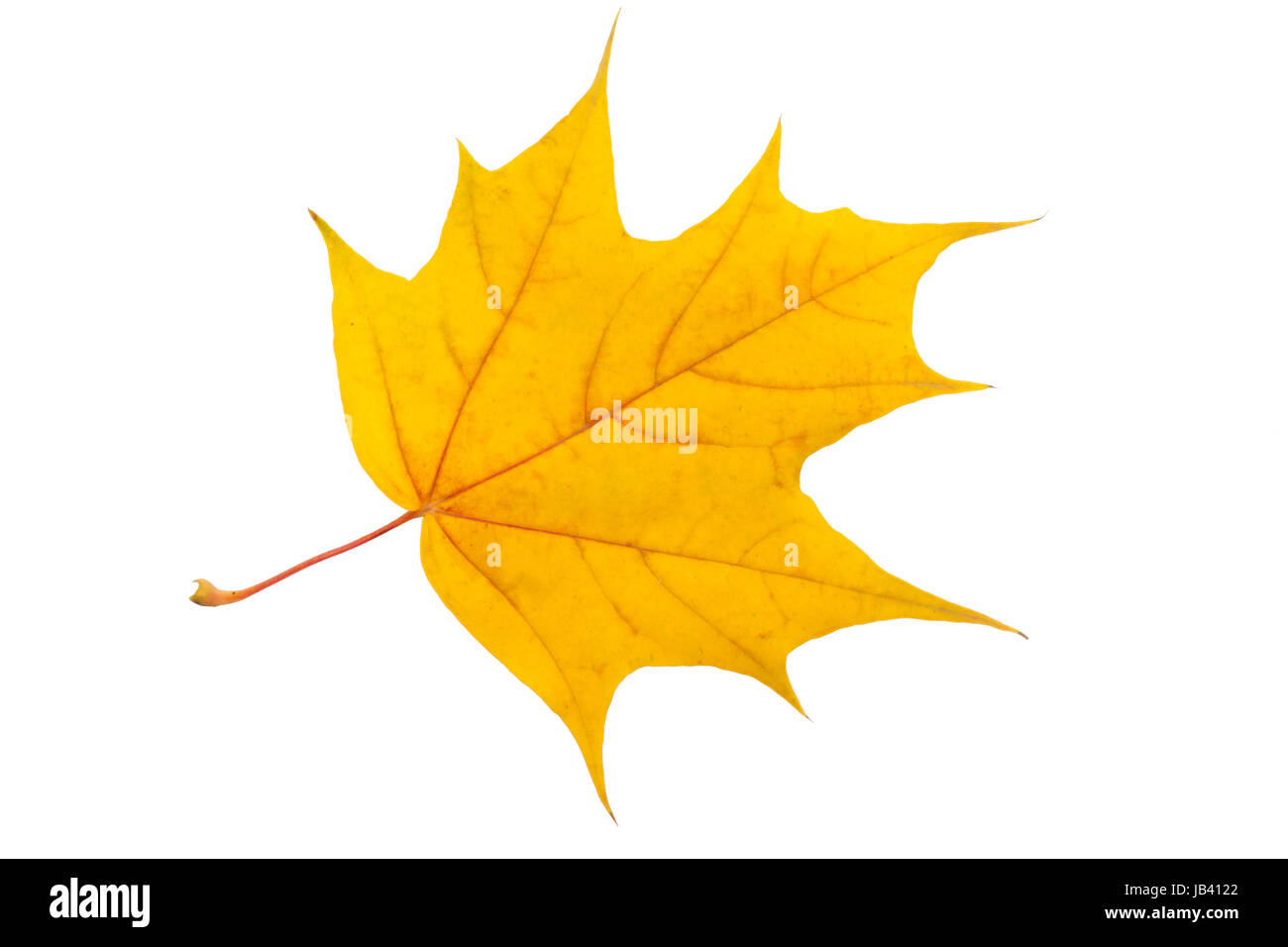 Beautiful maple leaf isolated on white background Stock Photo - Alamy