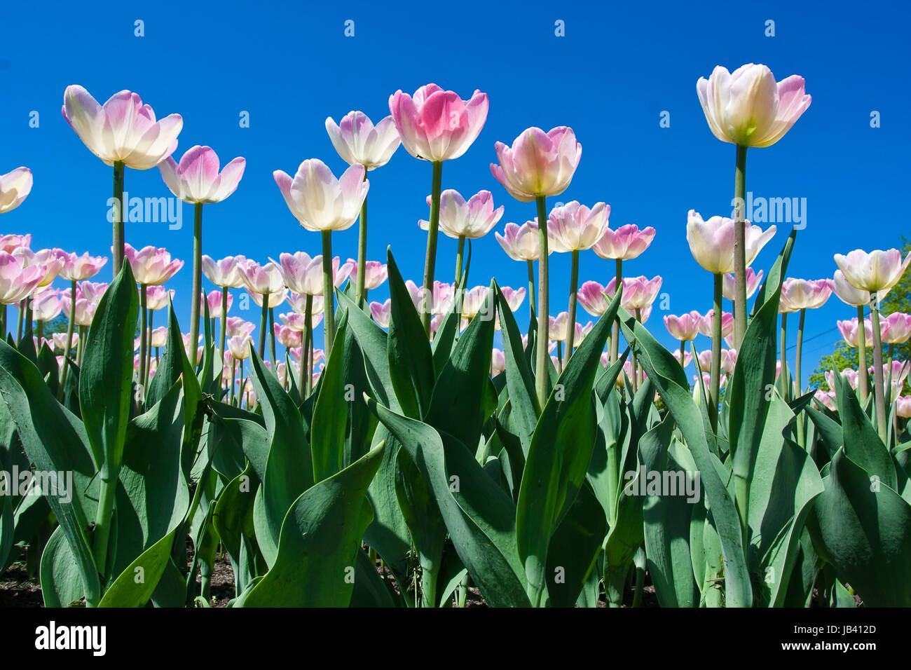 Beautiful colourful tulip flowers background in spring Stock Photo - Alamy