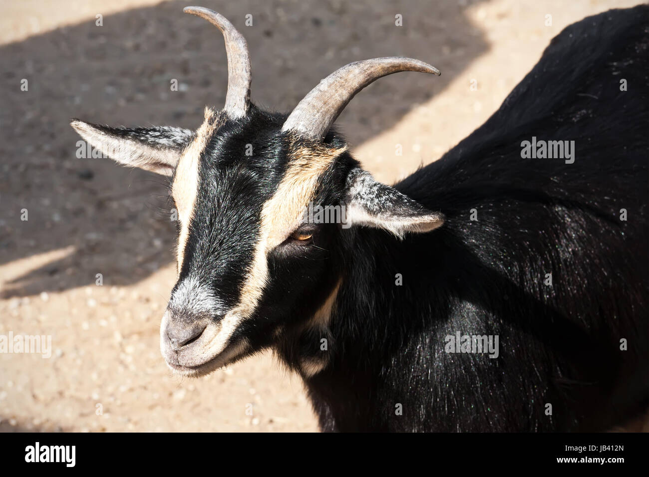 Nice close-up portrait of cute baby goat Stock Photo - Alamy