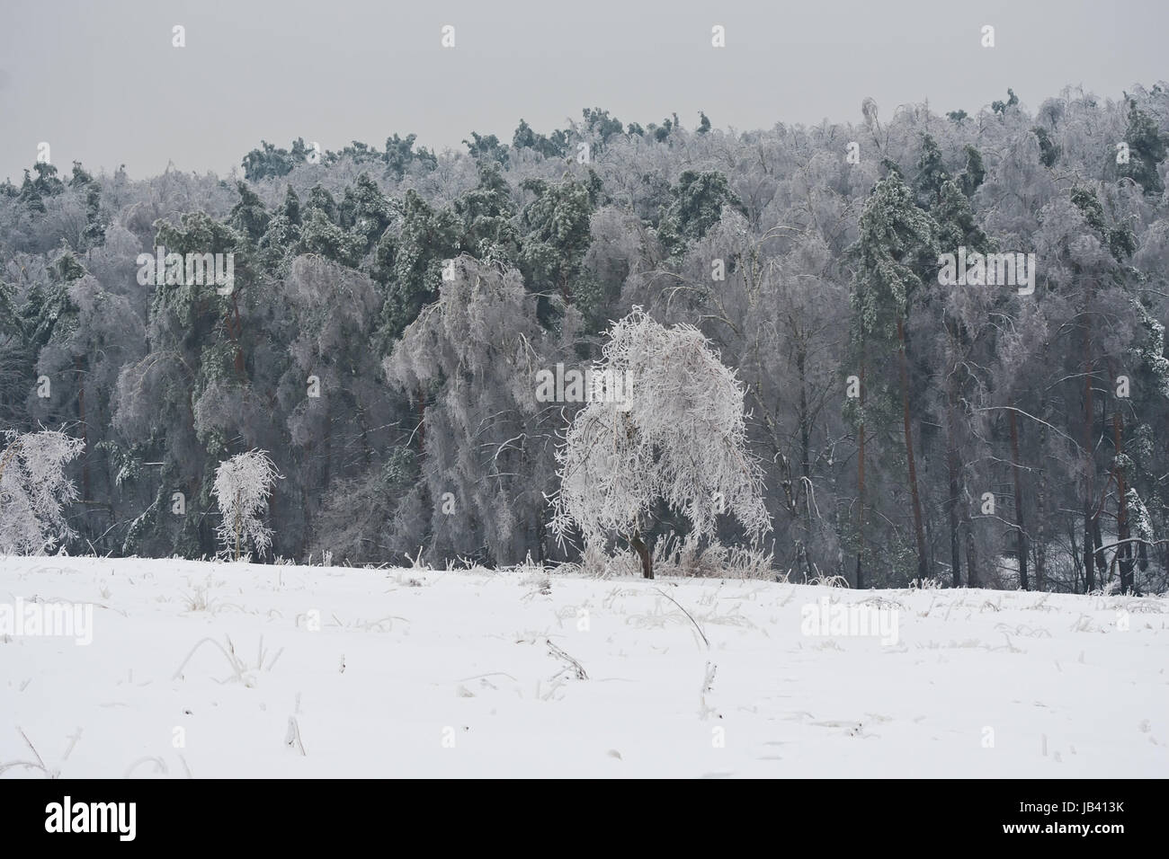 Nice photo of winter forest covered by white snow Stock Photo - Alamy