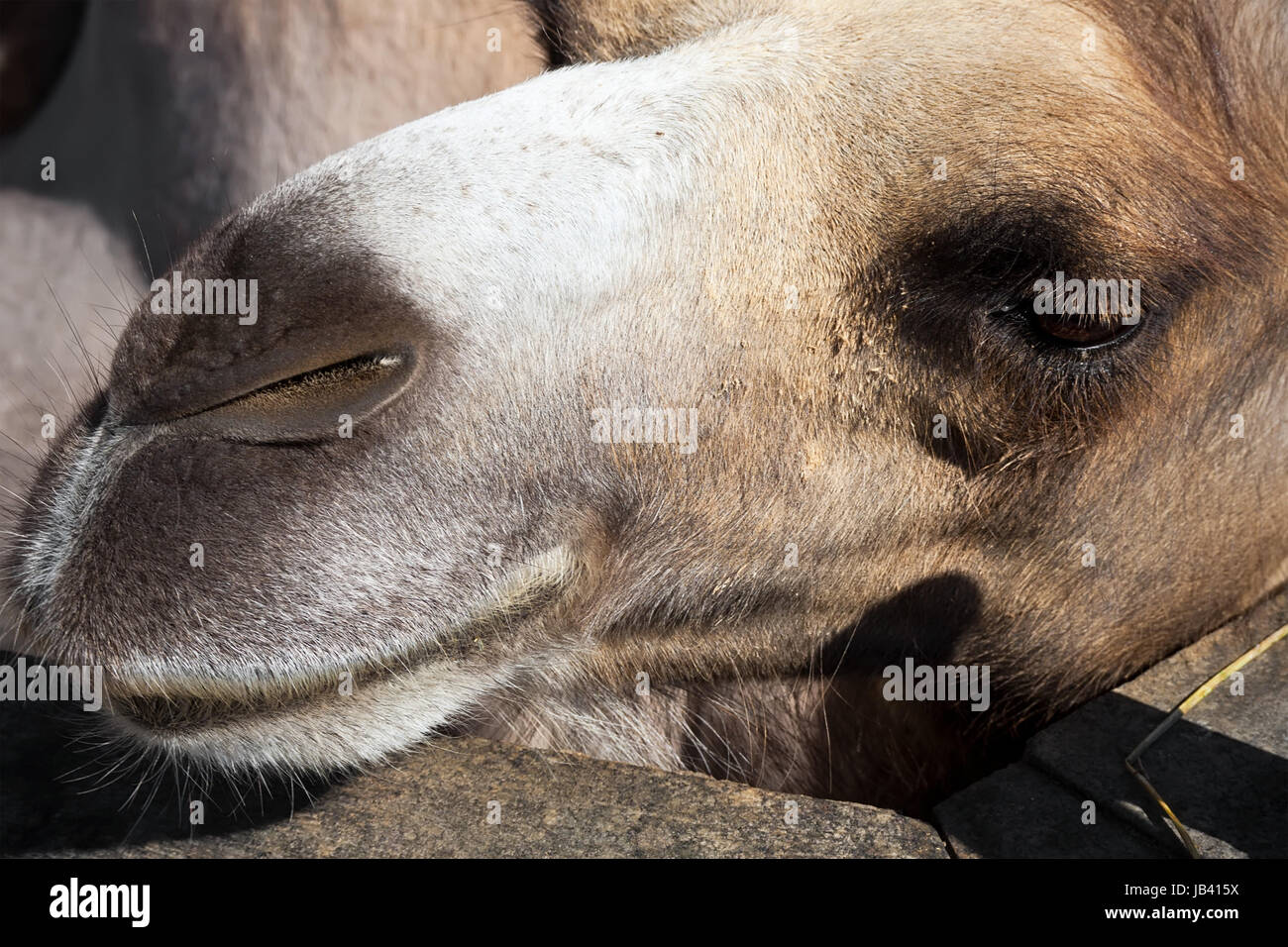 Nice close up photo of big camel Stock Photo - Alamy