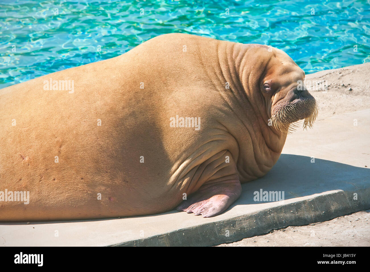 Walrus in zoo hi-res stock photography and images - Alamy