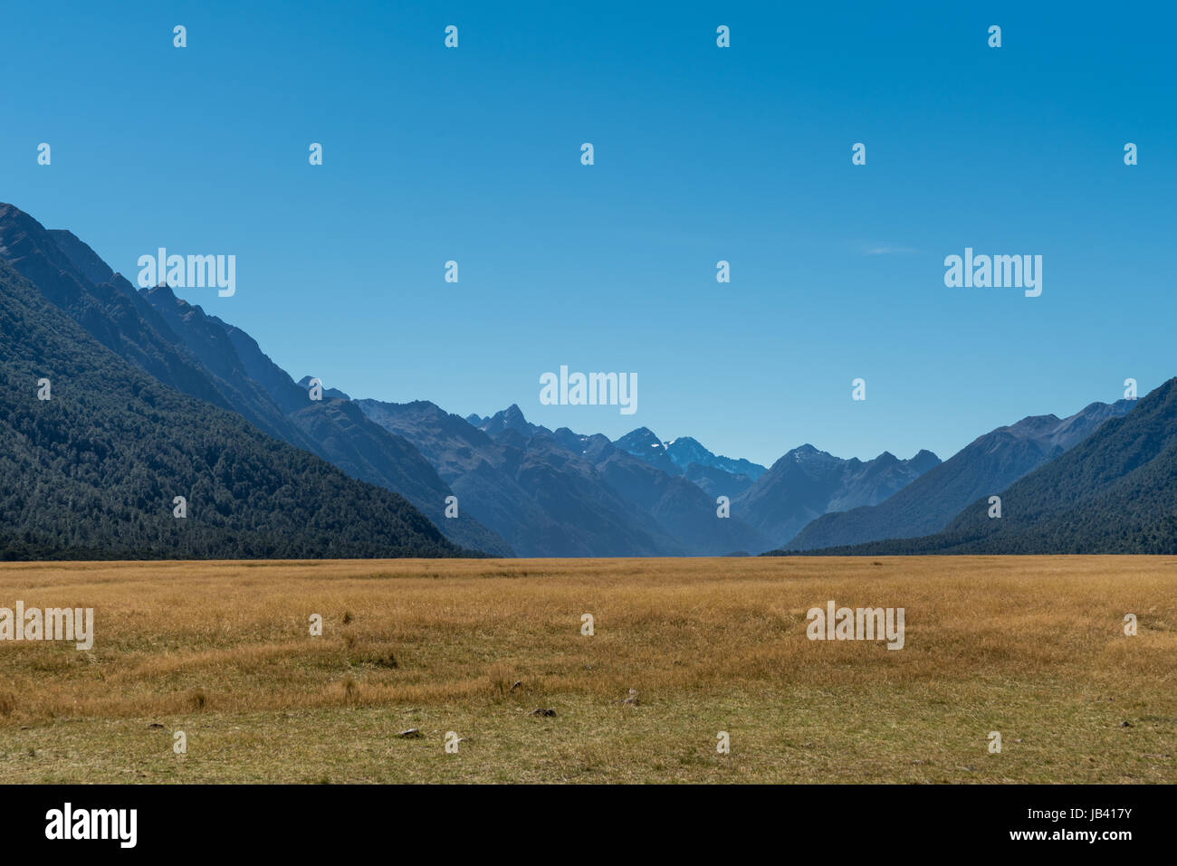 Fiordland National Park, New Zealand - March 16, 2017: The yellow dry ...
