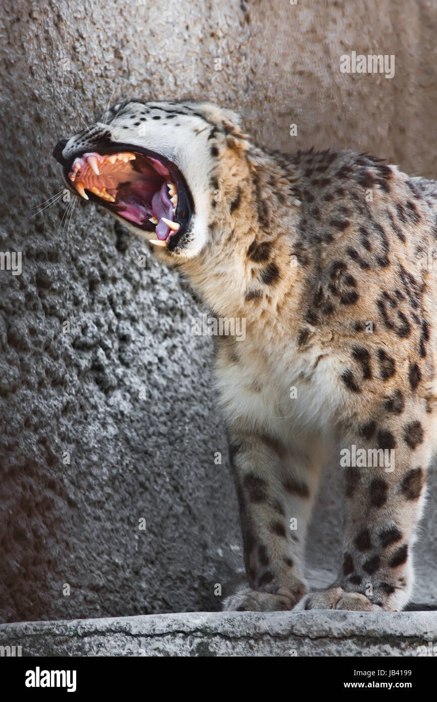 Beautiful close-up photo of rare Snow Leopard Stock Photo - Alamy