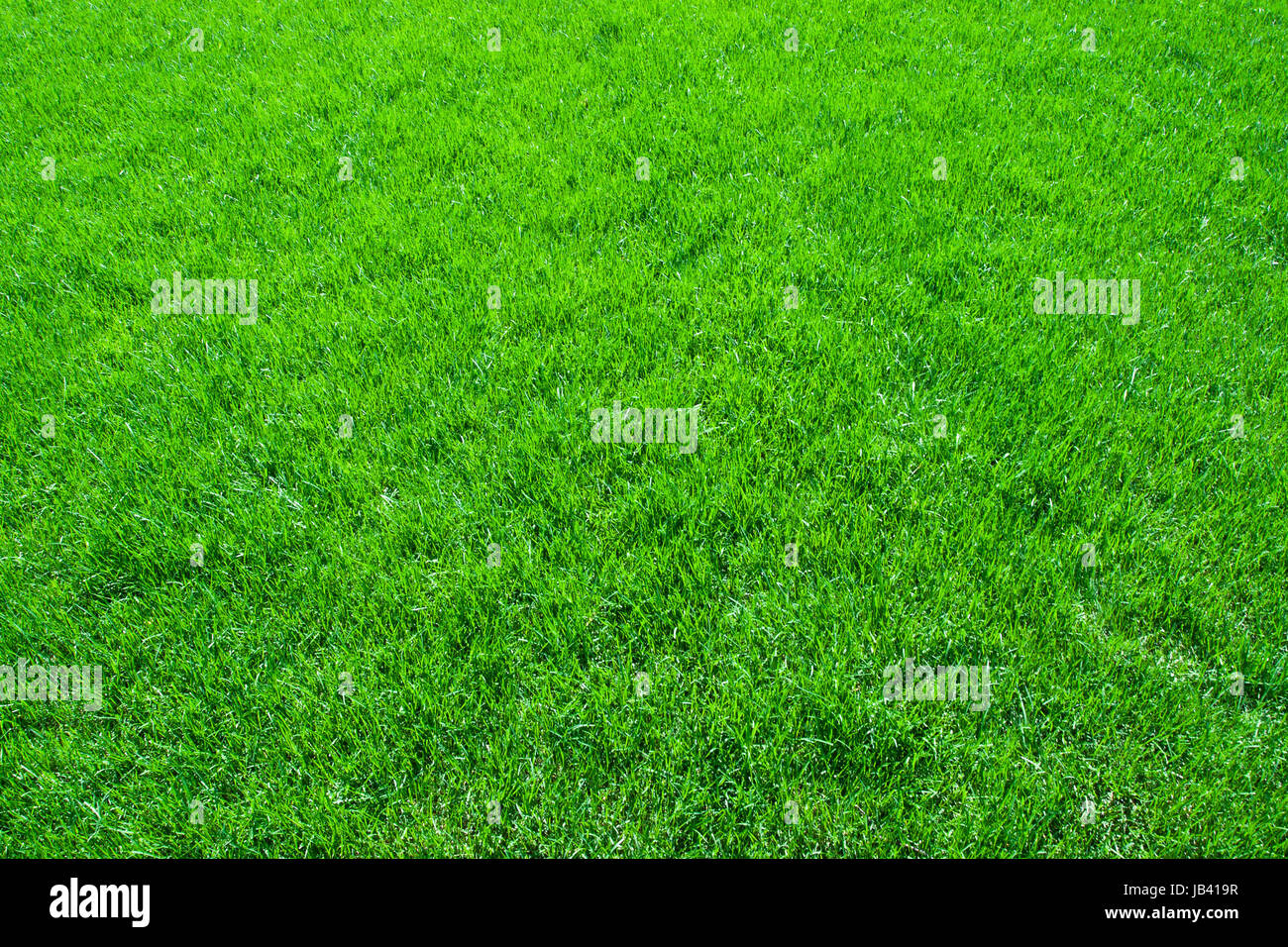 Green lush grass background under bright sunlight Stock Photo - Alamy
