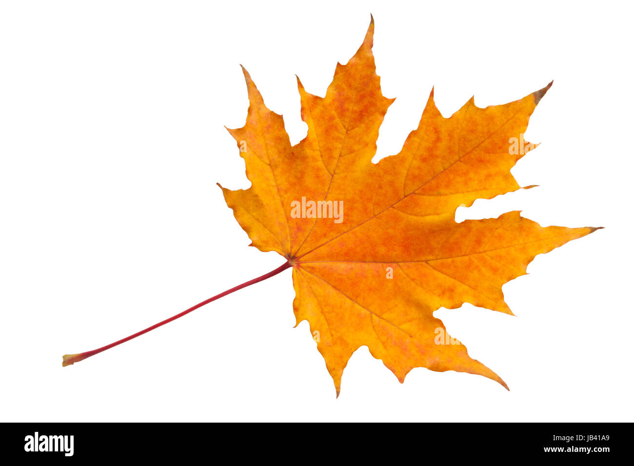 Beautiful maple leaf isolated on white background Stock Photo - Alamy