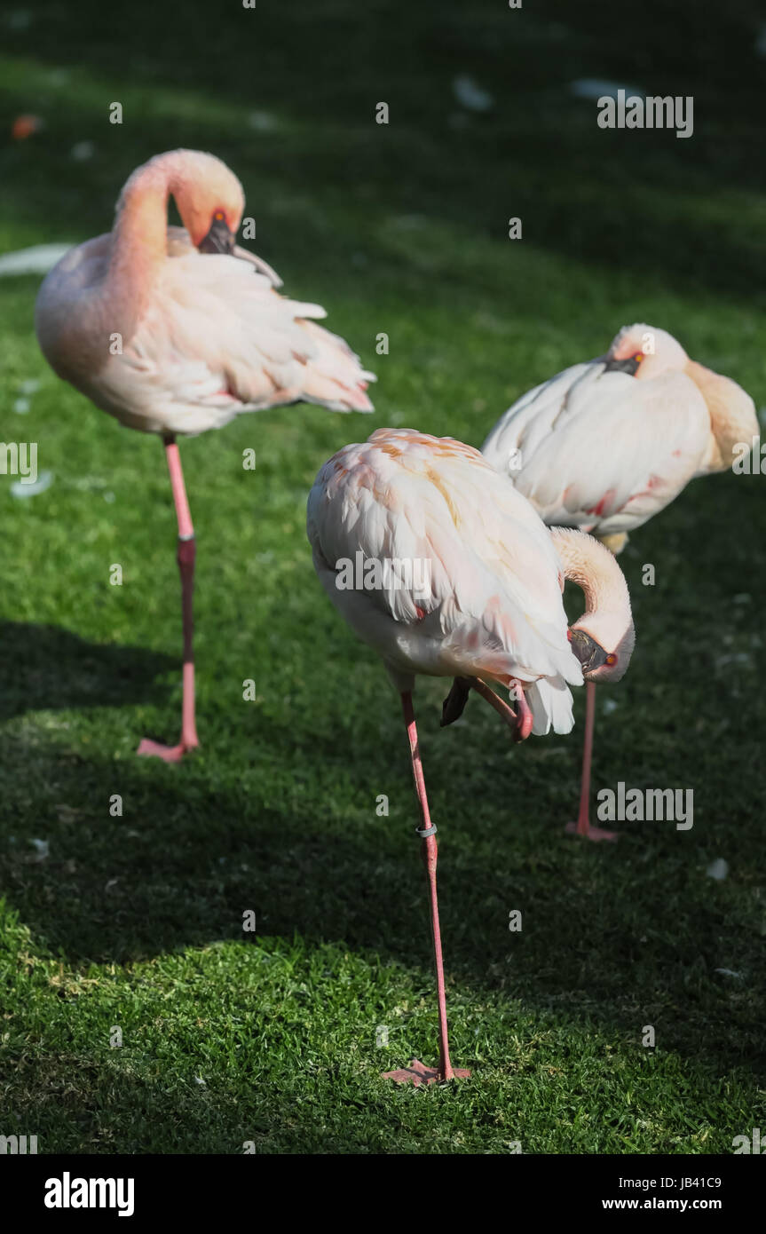 412c hi-res stock photography and images - Alamy