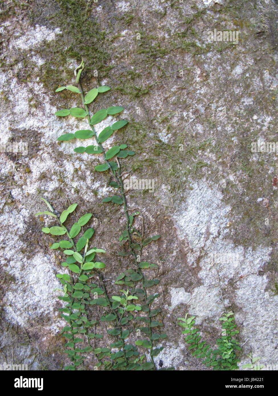 Fern Vine Growing on Large tree 2 Stock Photo - Alamy